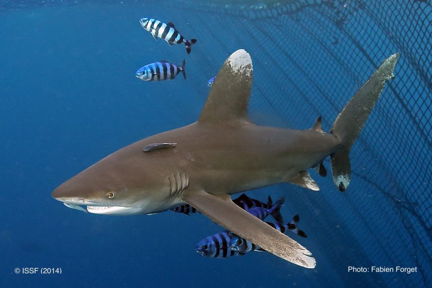 International Seafood Sustainability Foundation